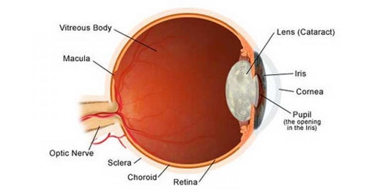 Combined surgery: Understanding cataract and vitrectomy surgery
